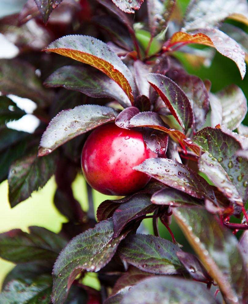 Dwarf Plum Trees | Highest Quality Plants | Raintree Nursery