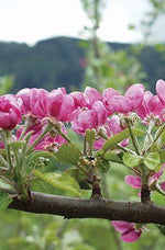 Pink Pearl Apple — Raintree Nursery