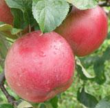 Combination Heritage Apple Tree (3 Varieties) — Raintree Nursery