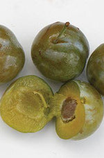 Reine Claude Doree European Plum — Raintree Nursery