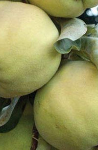 Pineapple Quince — Raintree Nursery