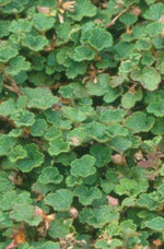 Emerald Carpet Raspberry — Raintree Nursery