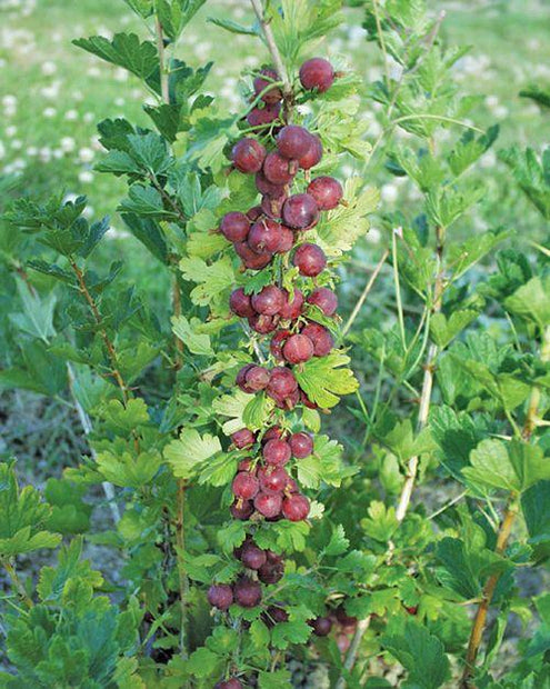 Gooseberry Plants for Sale | Buy Gooseberry Plants — Raintree Nursery