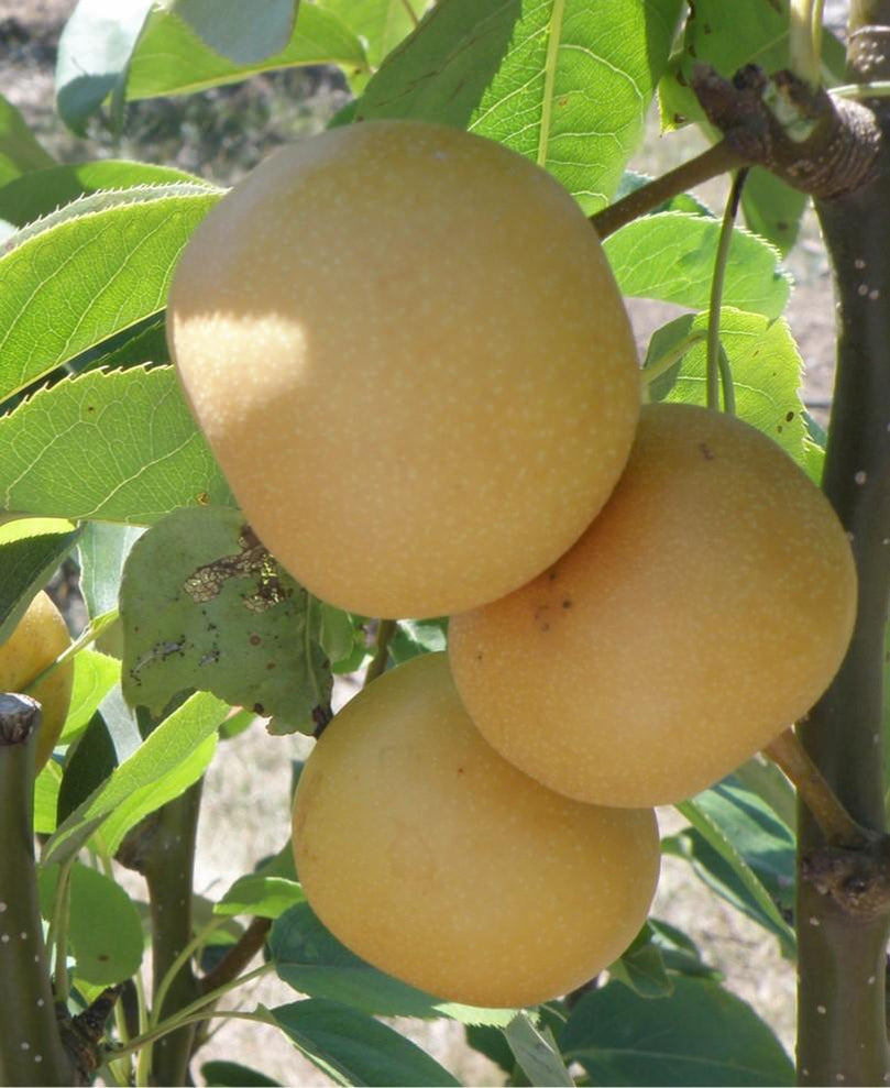 Asian Pear Trees | High Quality Oriental Fruits | Raintree Nursery