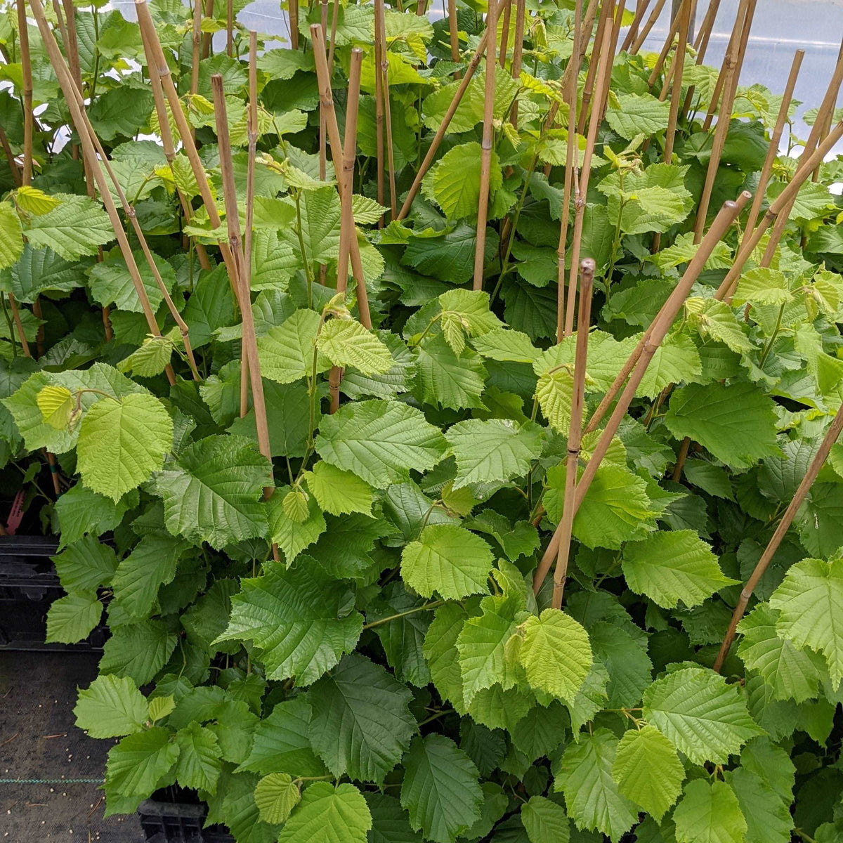 McDonald Filbert Hazelnut — Raintree Nursery