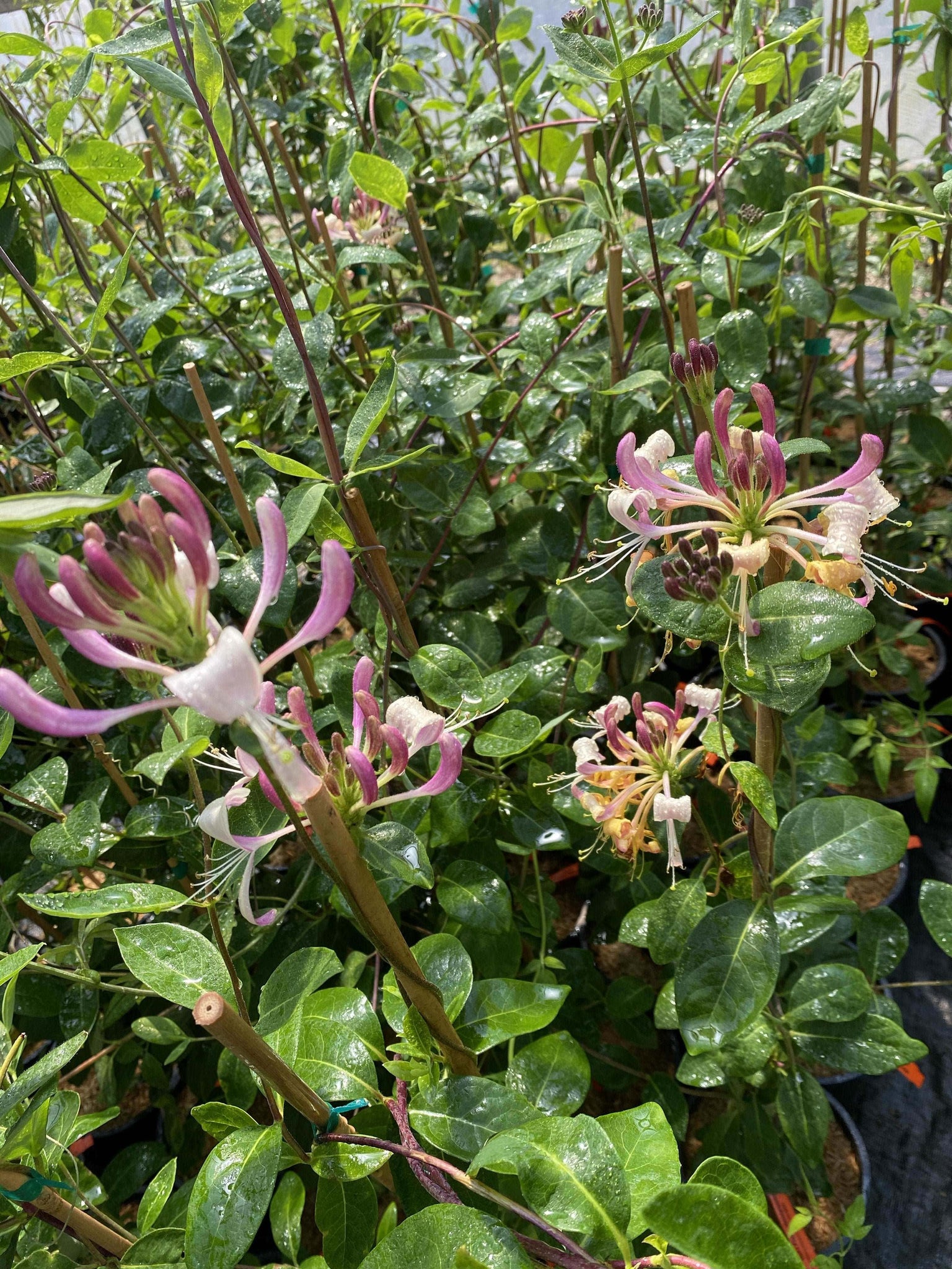 Vine Plants for Sale - Buy Vine Plants — Raintree Nursery