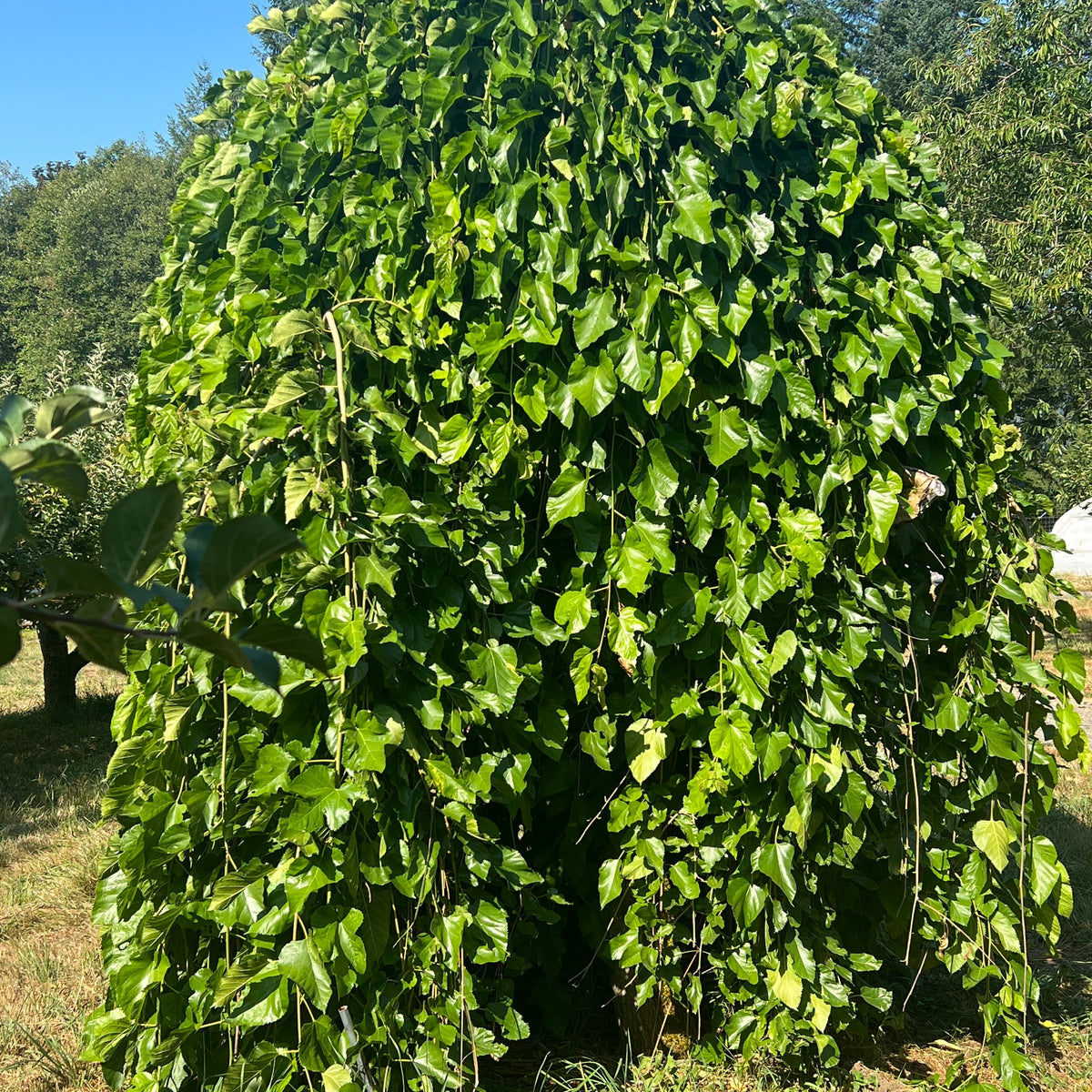 Weeping Mulberry — Raintree Nursery