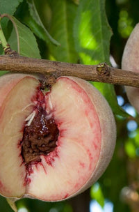 Indian Free Peach — Raintree Nursery
