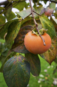 Izu Persimmon — Raintree Nursery
