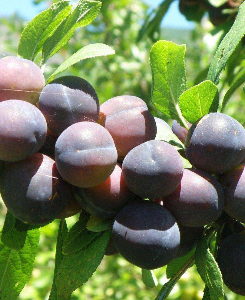 Dwarf Plum Trees | Highest Quality Plants | Raintree Nursery