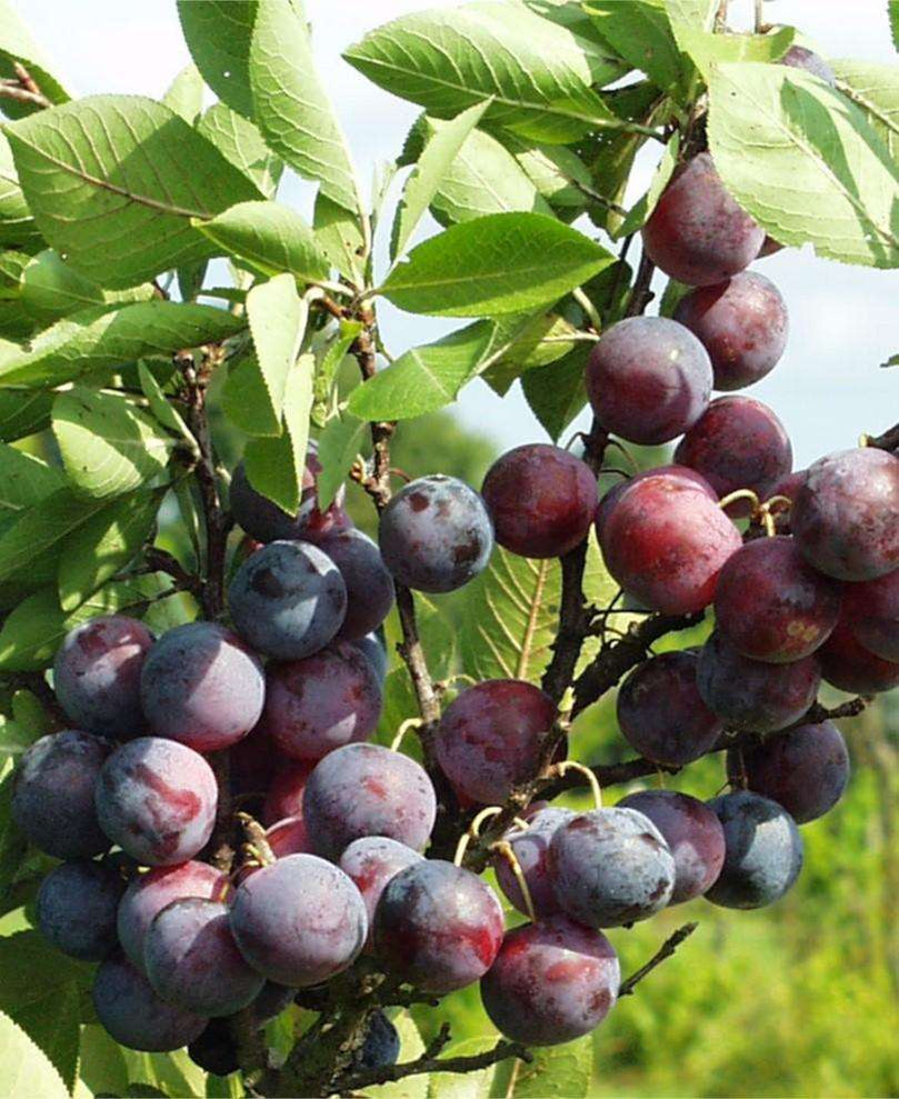 Dwarf Plum Trees | Highest Quality Plants | Raintree Nursery