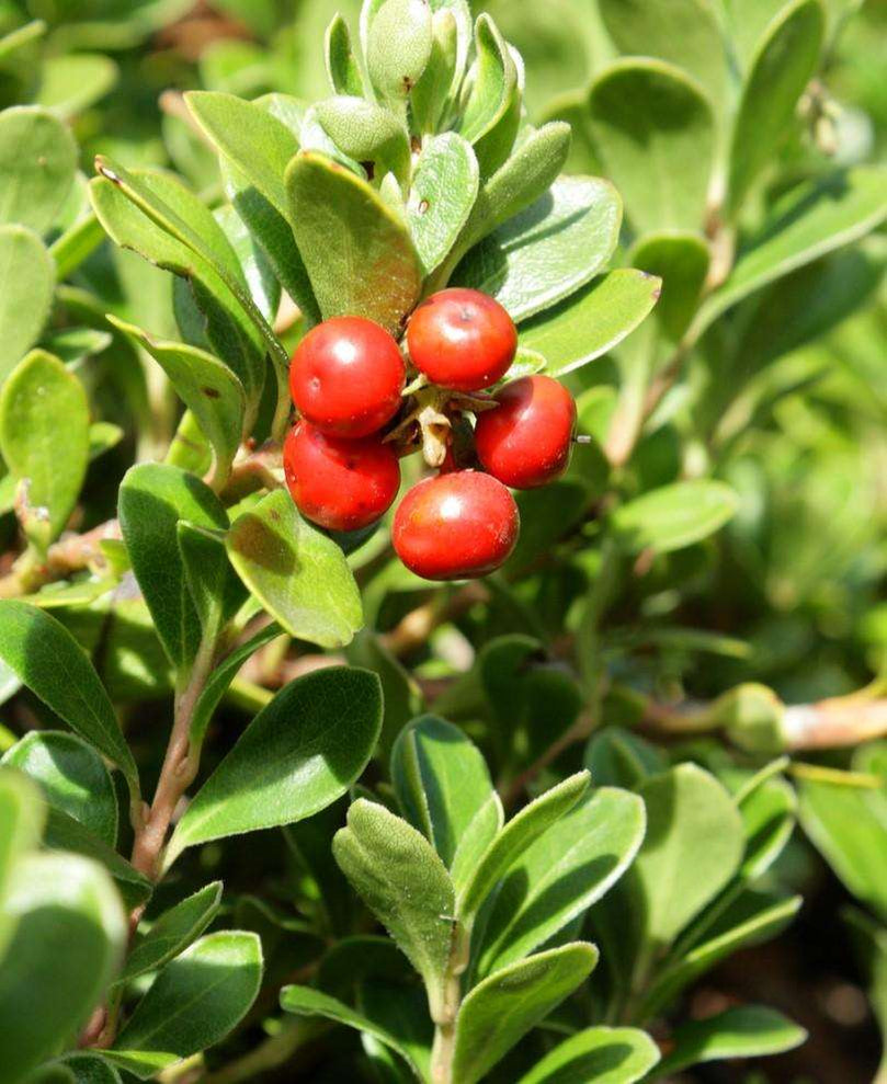 PNW Native Berries — Raintree Nursery