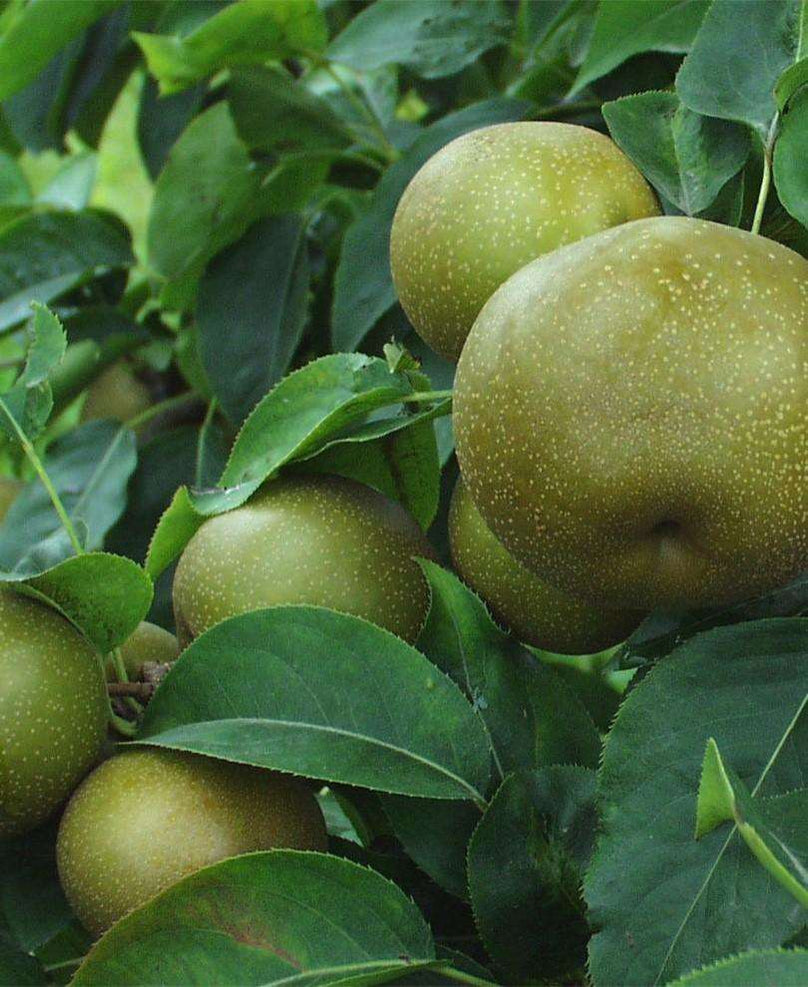 Korean Giant Asian Pear — Raintree Nursery