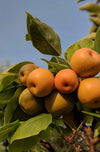 Kosui Asian Pear — Raintree Nursery