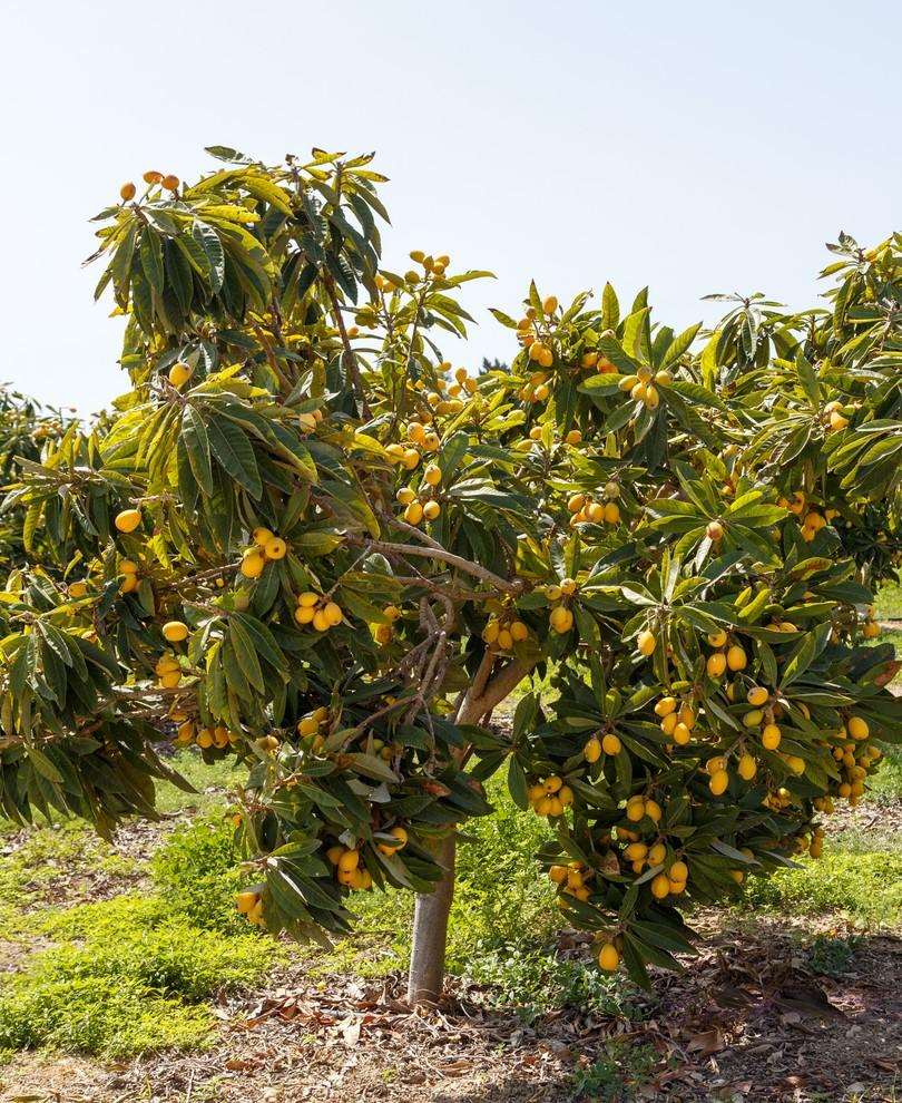 Loquat Seedling — Raintree Nursery