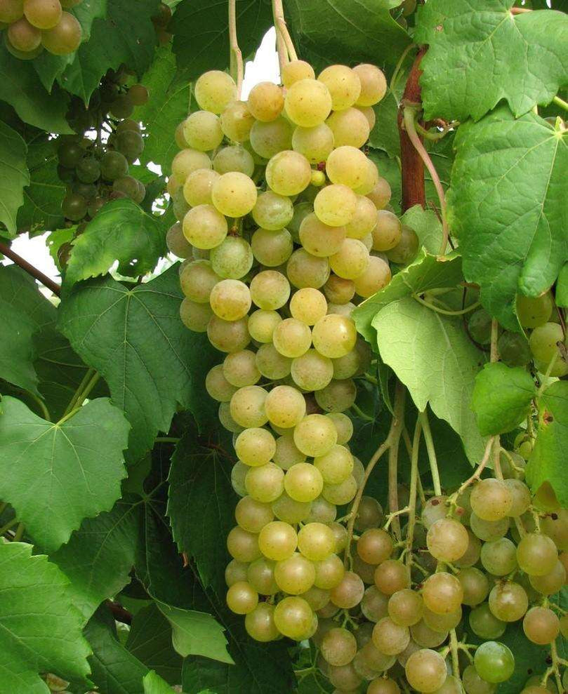 Table Grapes
