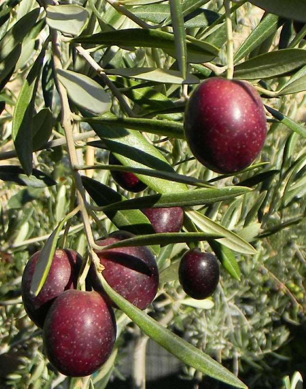 Maurino Olive — Raintree Nursery