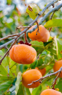 Meader Persimmon — Raintree Nursery