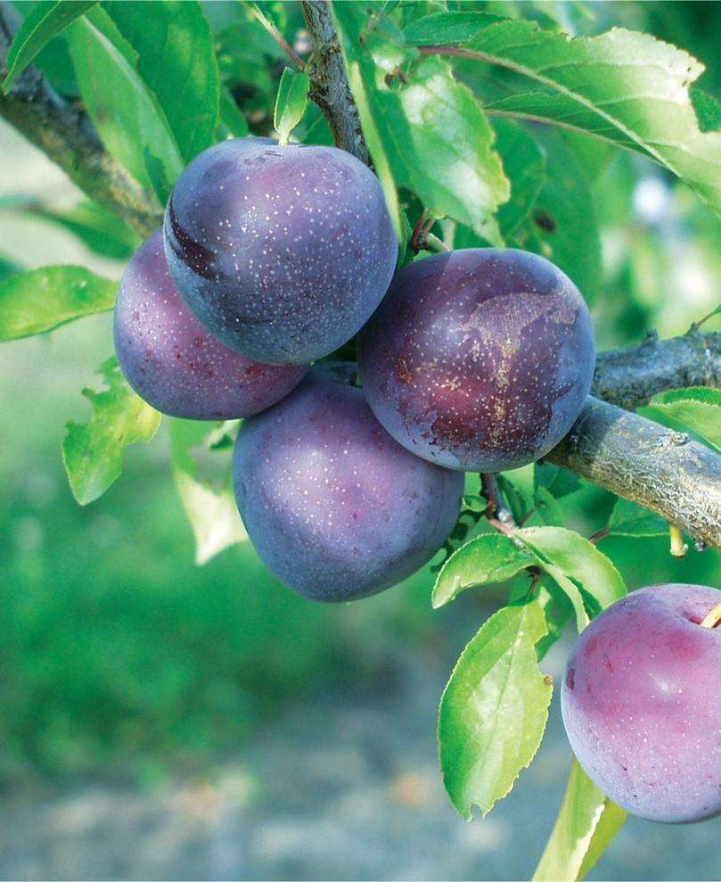 Dwarf Plum Trees | Highest Quality Plants | Raintree Nursery