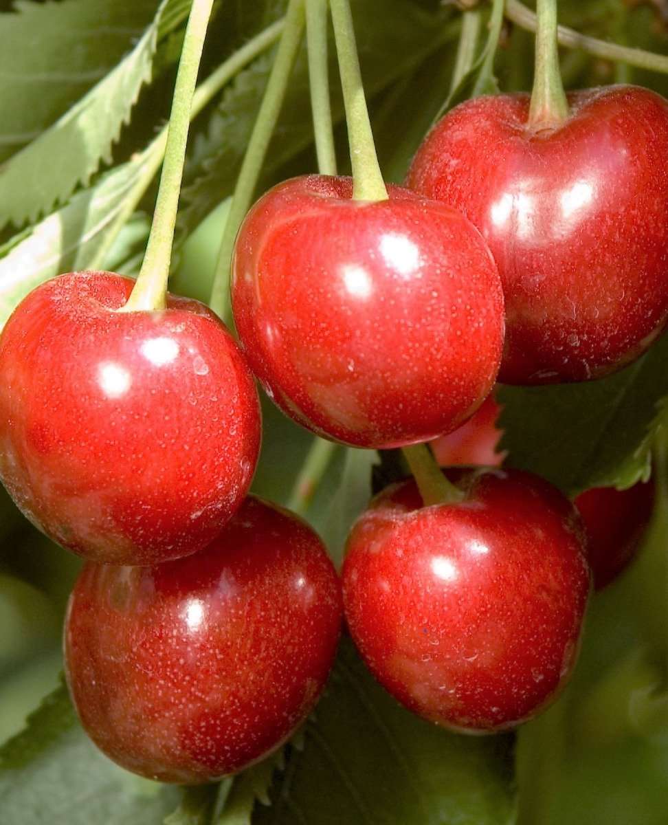 Minnie Royal Cherry — Raintree Nursery