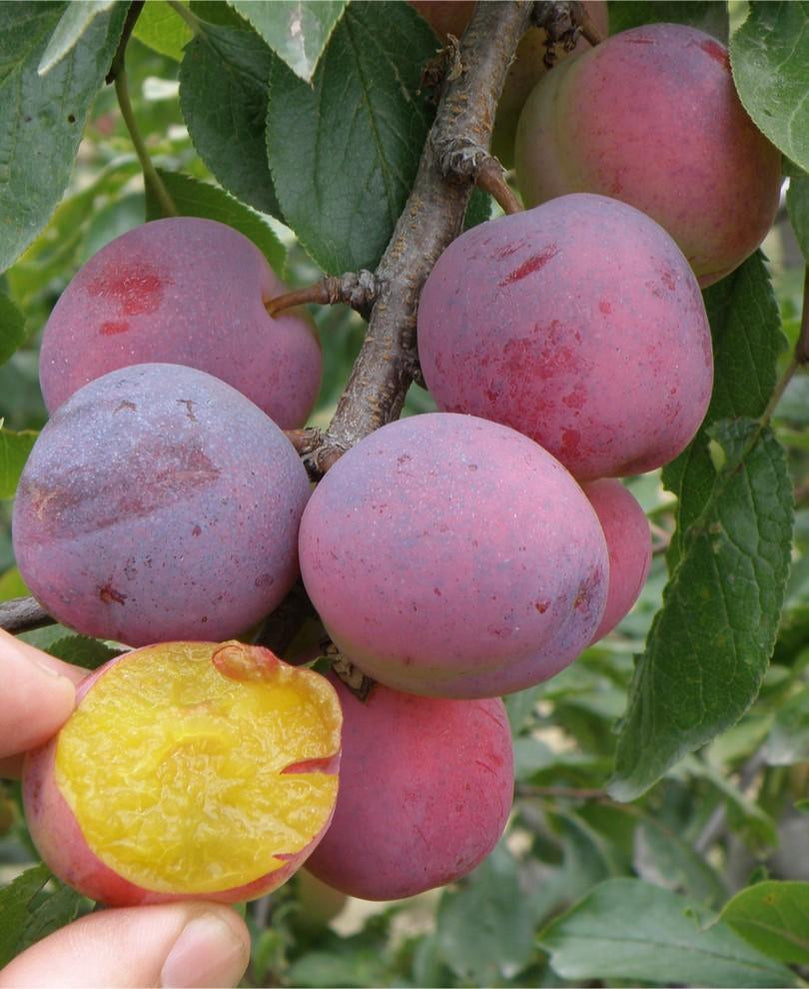 Dwarf Plum Trees | Highest Quality Plants | Raintree Nursery