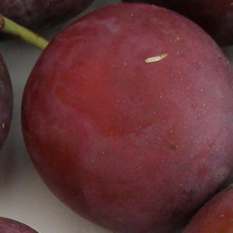 Monsieur Hatif European Plum — Raintree Nursery