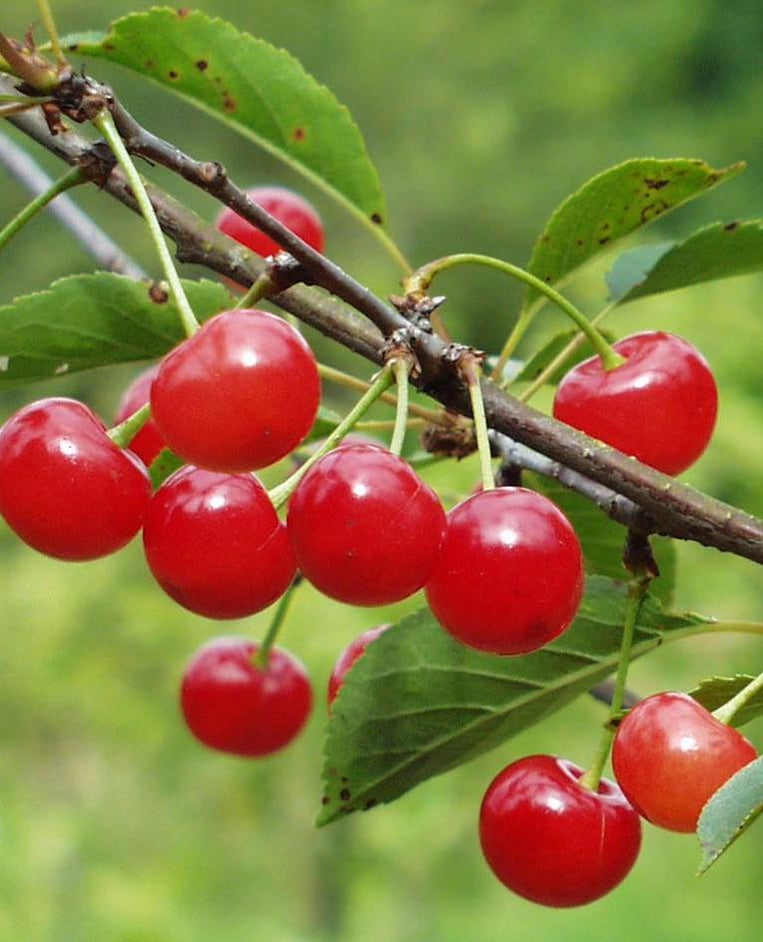 Dwarf Cherry Trees | Highest Quality Plants | Raintree Nursery