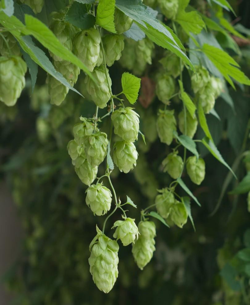 Hops — Raintree Nursery
