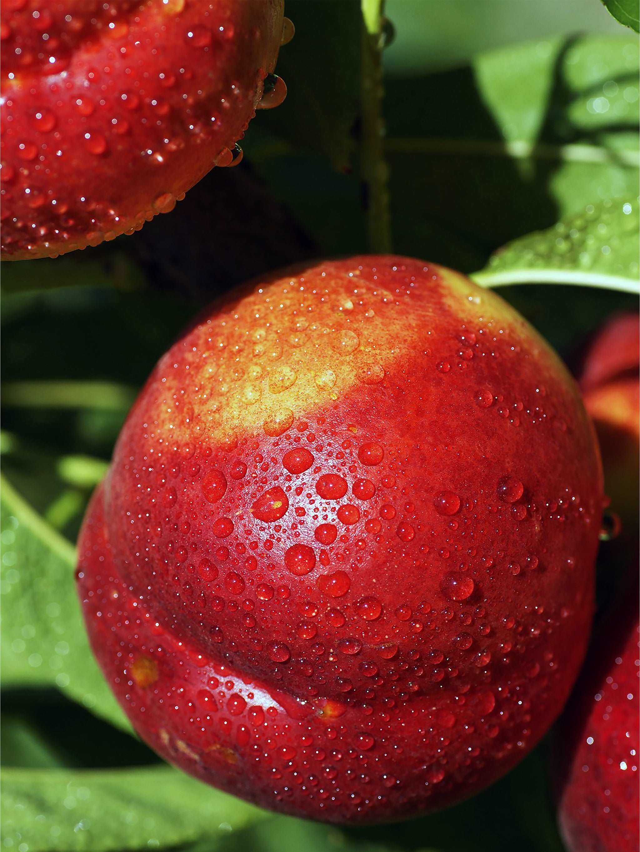 Flavortop Nectarine — Raintree Nursery