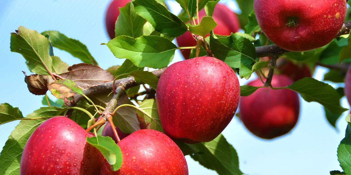 Northern Spy Apple — Raintree Nursery