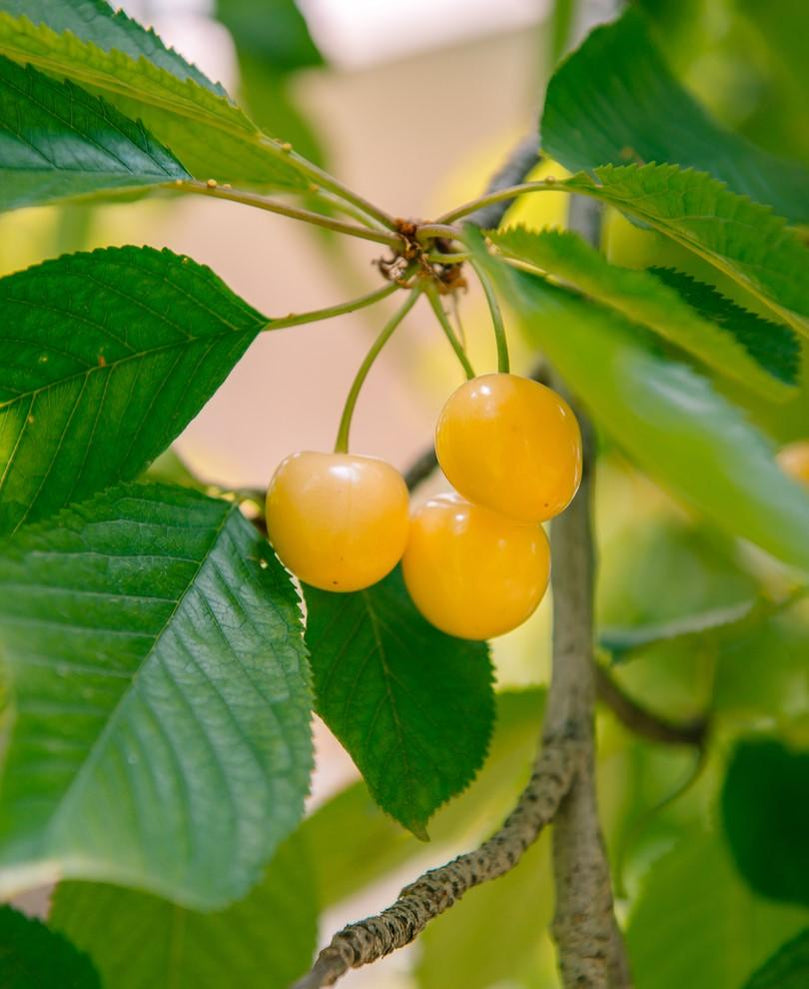 Dwarf Cherry Trees | Highest Quality Plants | Raintree Nursery