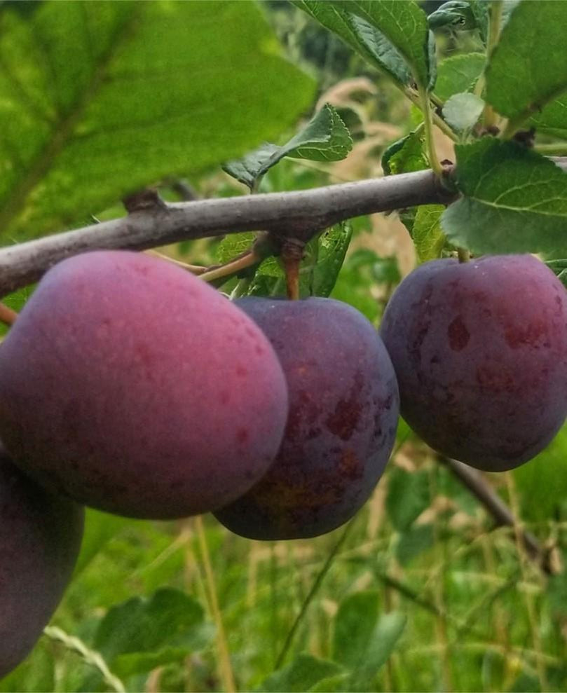 Dwarf Plum Trees | Highest Quality Plants | Raintree Nursery