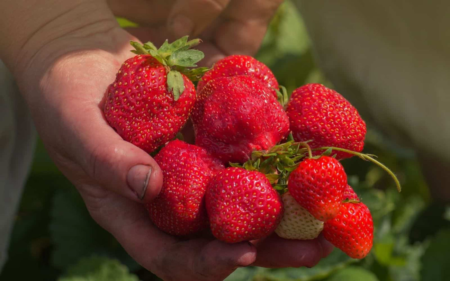 Everbearing Strawberry Plants for Sale | High Quality — Raintree Nursery