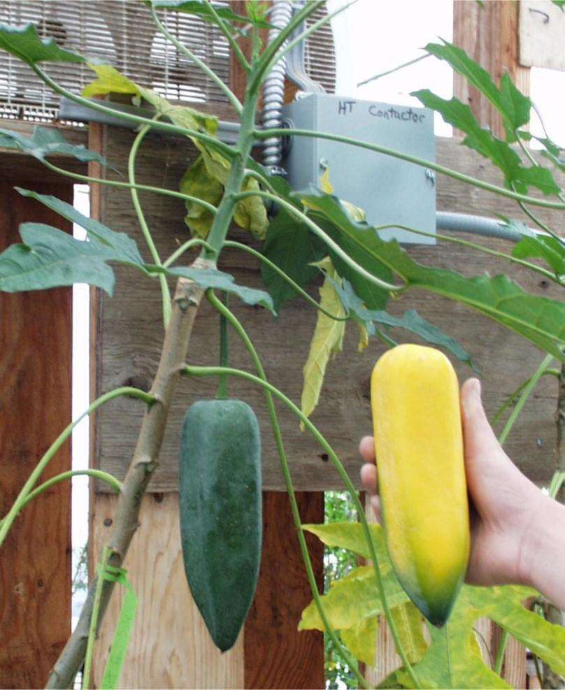 Babaco Papaya — Raintree Nursery