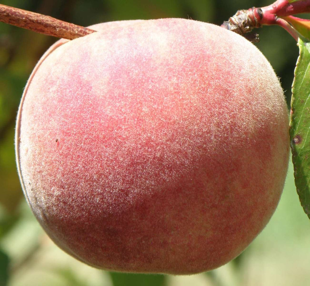 White Peach Trees | Delicious Tasting Fruits | Raintree Nursery