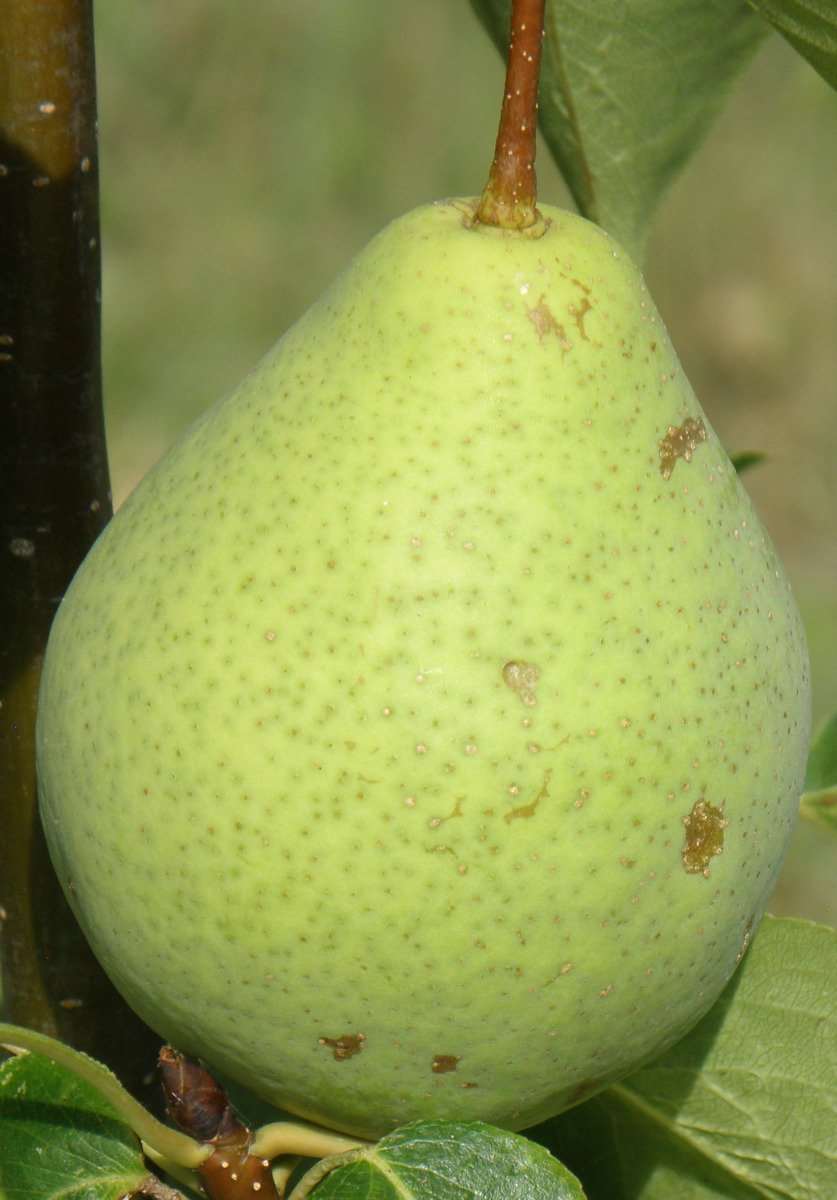 Spalding European Pear — Raintree Nursery