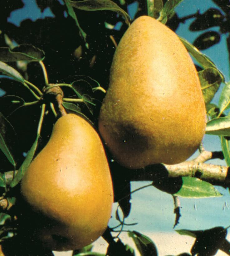 European Pear Trees — Raintree Nursery