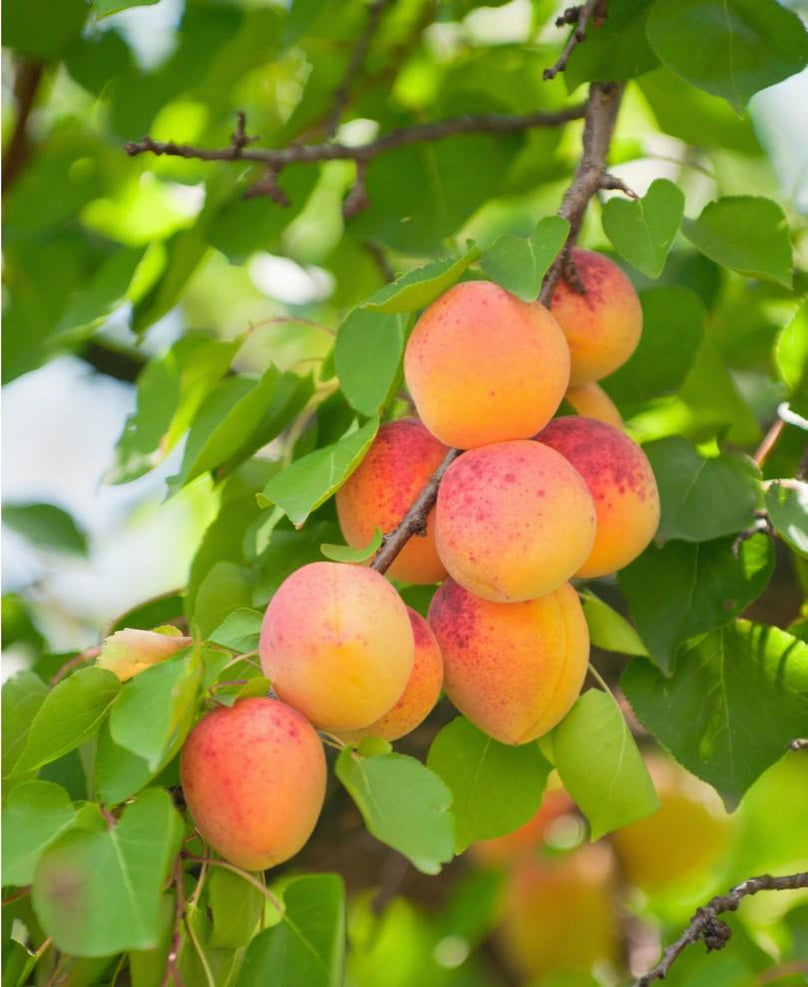 Pixie Cot Apricot — Raintree Nursery