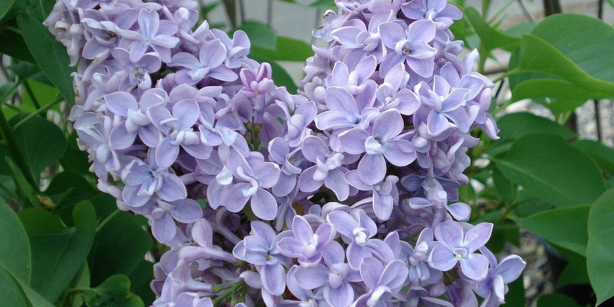 President Grevy Lilac — Raintree Nursery