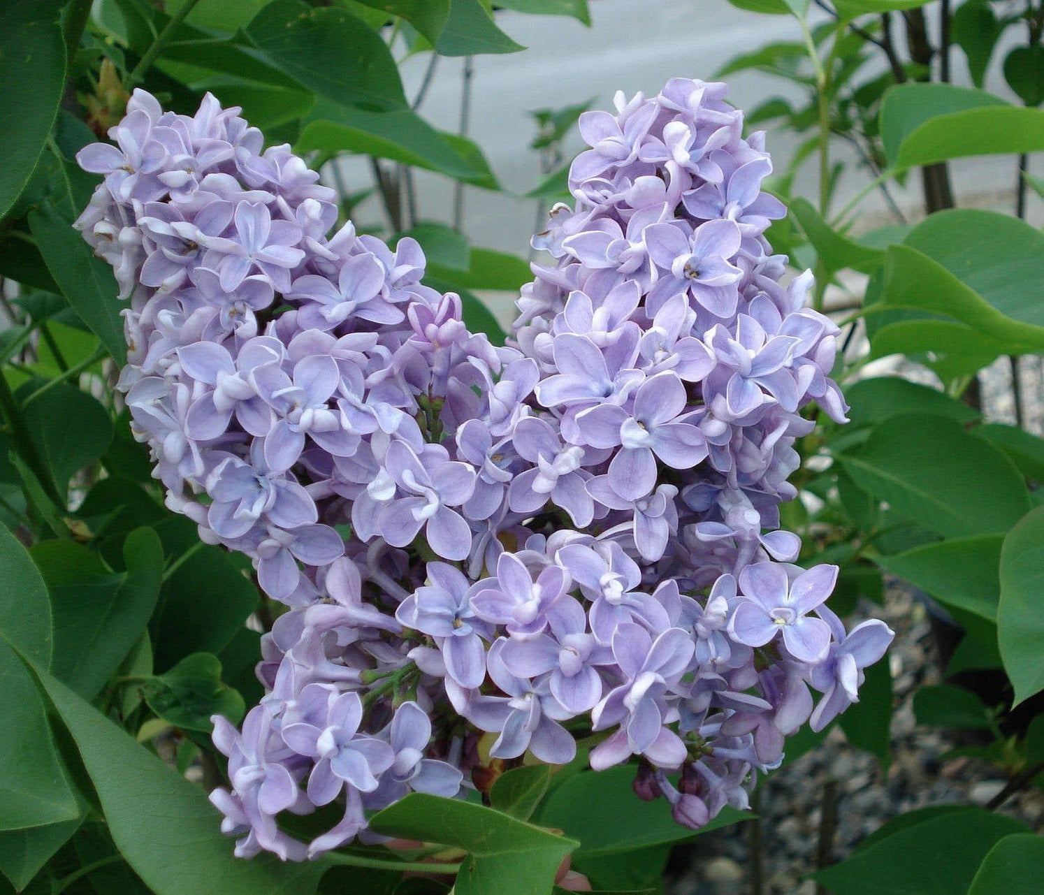 President Grevy Lilac — Raintree Nursery