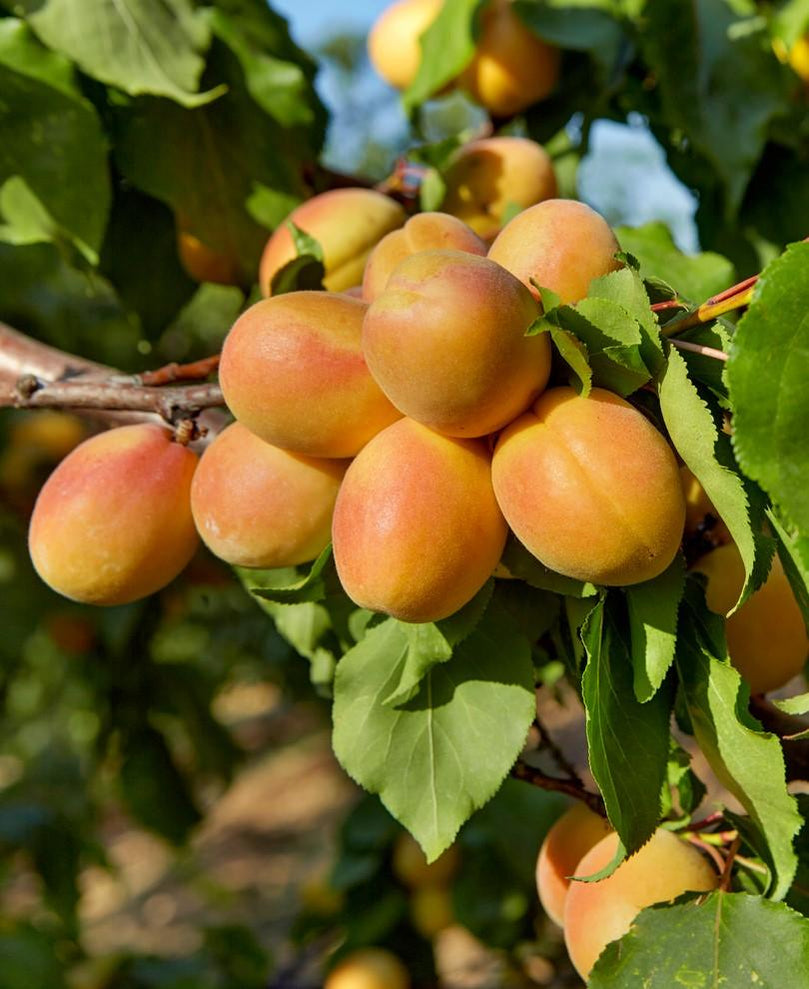 Apricot Trees - Raintree Nursery