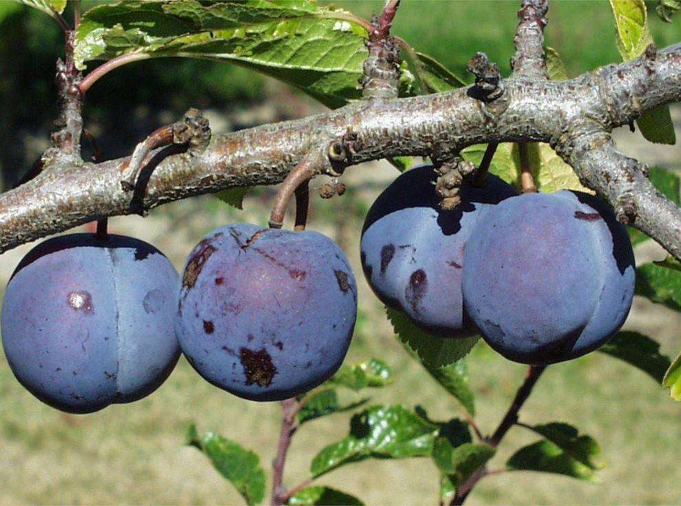 Dwarf Plum Trees | Highest Quality Plants | Raintree Nursery