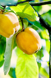 Rich's Dwarf Quince — Raintree Nursery