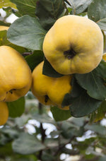 Aromatnaya Russian Quince — Raintree Nursery