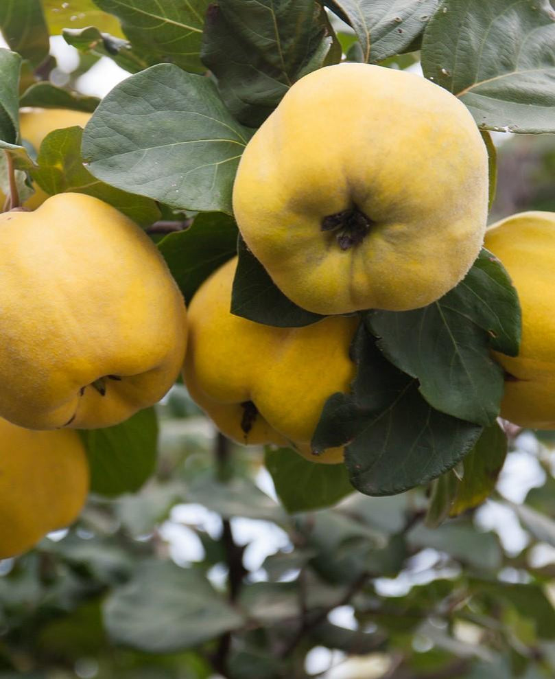 Buy Quince Trees — Raintree Nursery