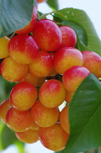 Rainier Cherry — Raintree Nursery