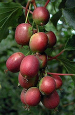 Ken's Red Hardy Kiwi — Raintree Nursery