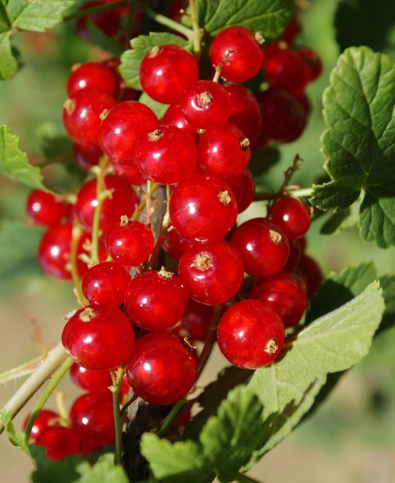 Currant Plants For Sale from Raintree Nursery