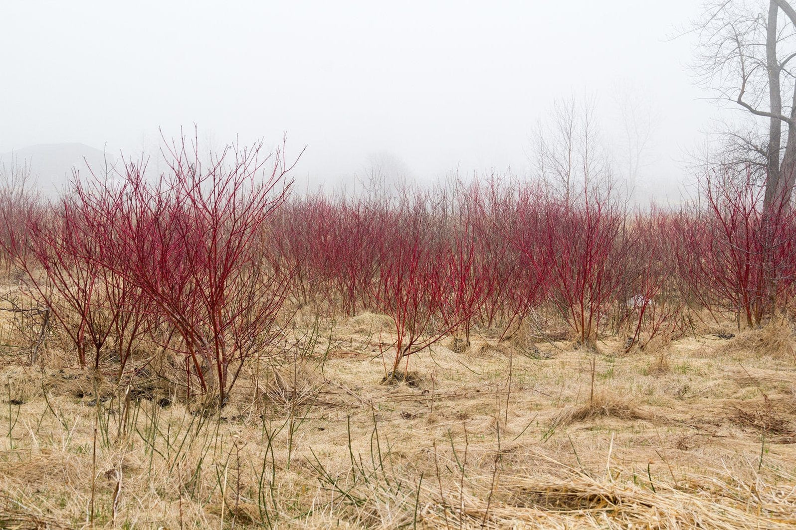 Red Osier Dogwood — Raintree Nursery