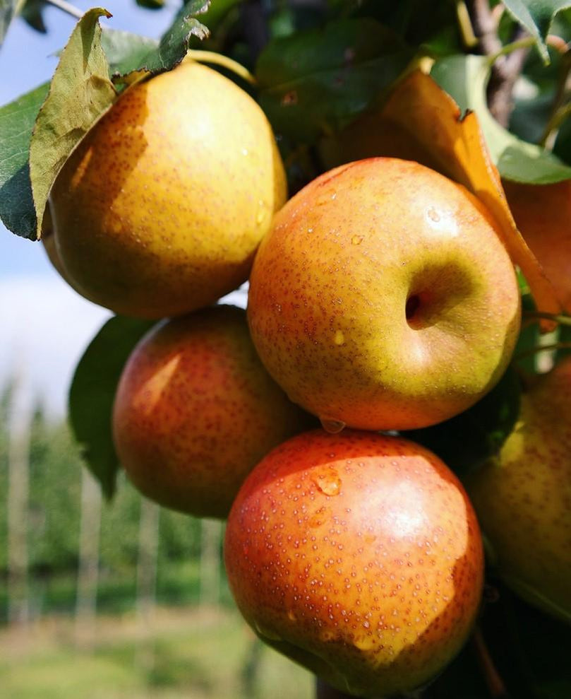Premium Asian Pear Trees for Your Garden | Raintree Nursery